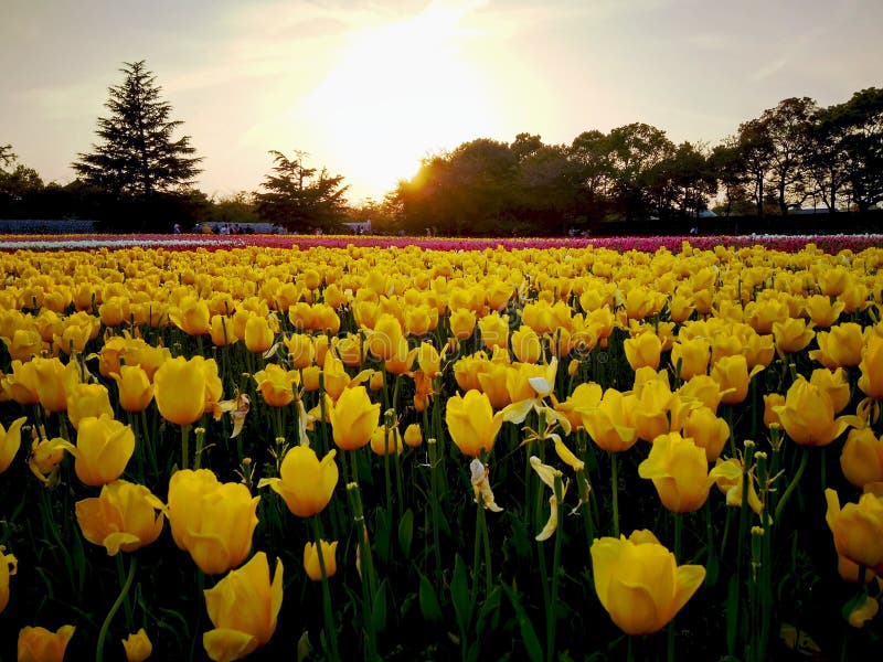 Tulip Square stock image. Image of sunset, backround - 91684049