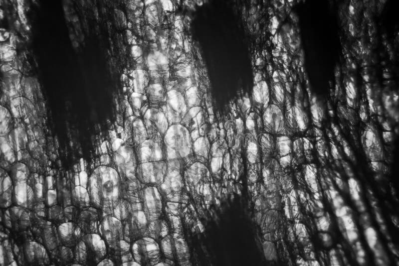 Tulip Stem Cells at the Microscope Stock Image - Image of details ...