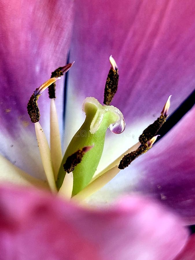 Tulip stigma juice stock image. Image of juice, substance - 245929773