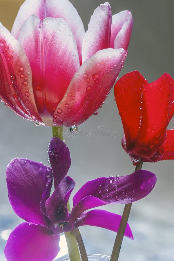 Tulip in studio setting stock photo. Image of tulipa - 193769008