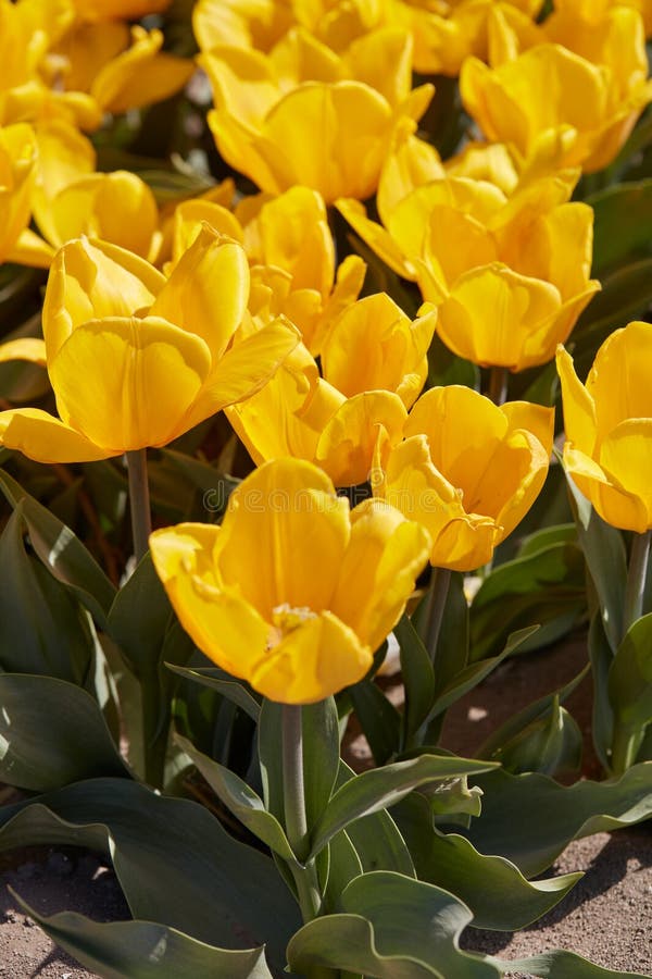 Tulip Sunny Prince Yellow Flowers in Spring Stock Image - Image of ...