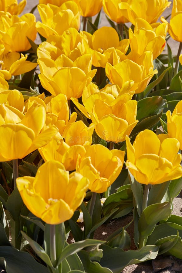Tulip Sunny Prince Yellow Flowers in Spring Stock Image - Image of ...
