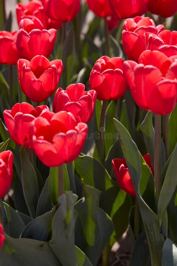 Tulip Surrender, Red Flowers in Spring Stock Photo - Image of texture ...