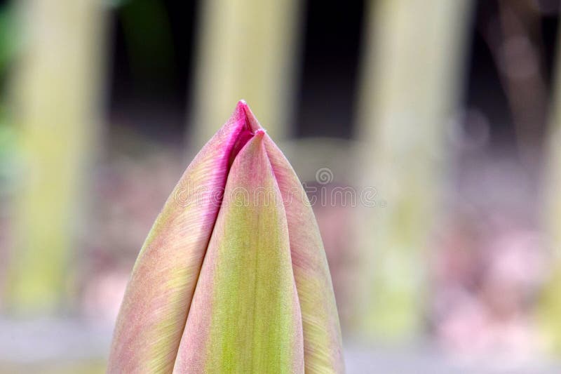 Tulip Flower Bud Tip Pink stock image. Image of plant - 290546401