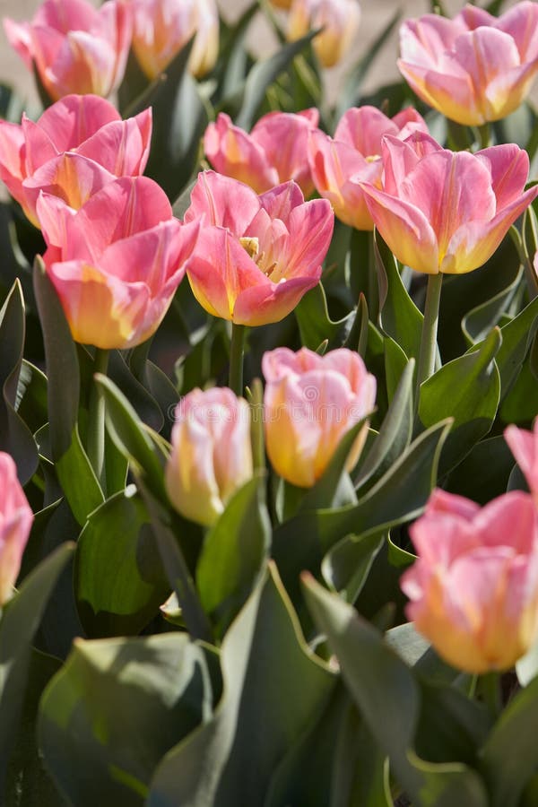 Tulip Tom Pouce Flowers and Field in Spring Stock Photo - Image of ...