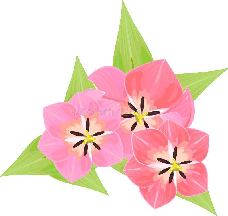Top View of Pink Flower Isolated on White Stock Illustration ...