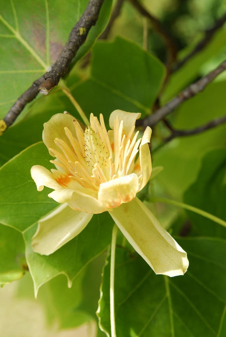 950 Tulip Tree Liriodendron Tulipifera Stock Photos - Free & Royalty-Free Stock Photos from ...
