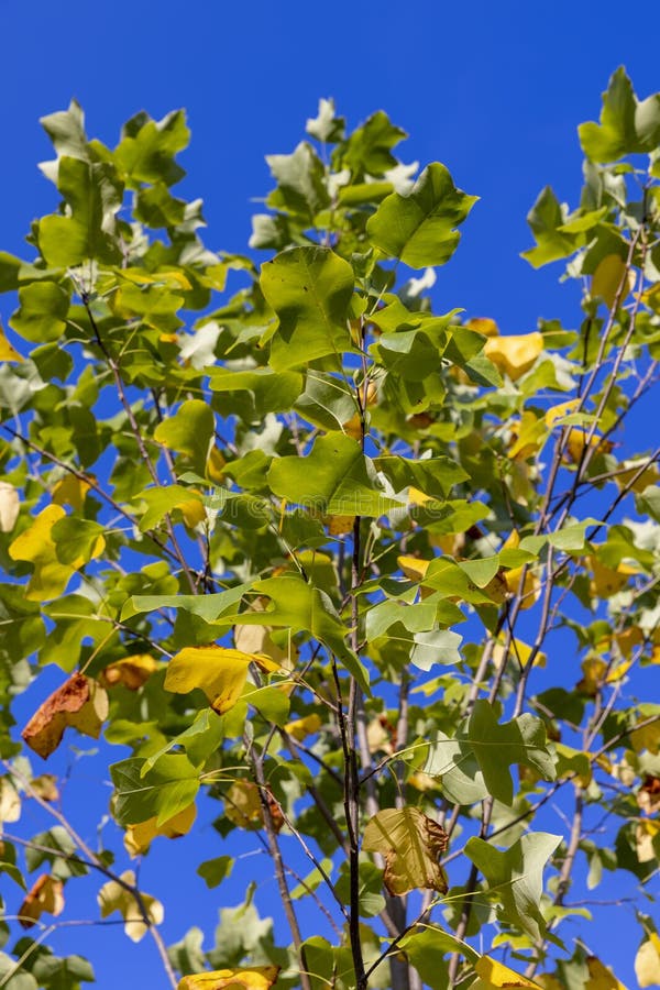 Tulip Tree in the Autumn Season with Foliage Changing Color Stock Image ...