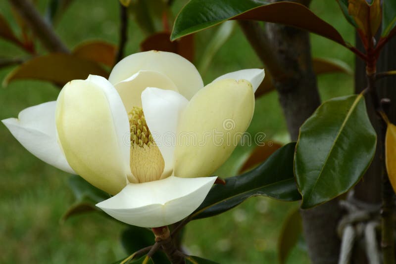 Tulip tree bloom stock image. Image of branches, flower - 93947499