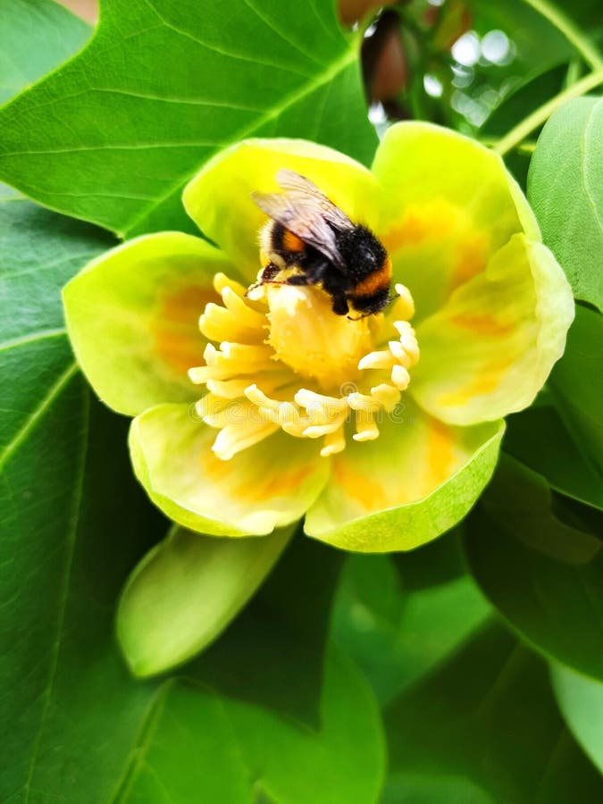 Tulip Tree Flower, Bumble Bee Stock Photo - Image of tree, flower ...