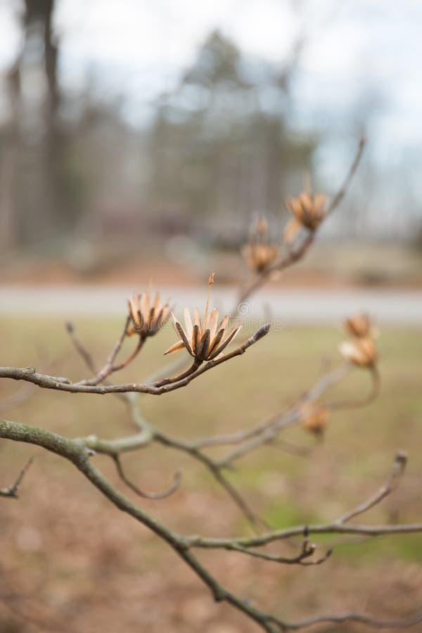 Tulip Tree Flower Secada Com As Hastes Altas Em Grey Winter Day No Br ...