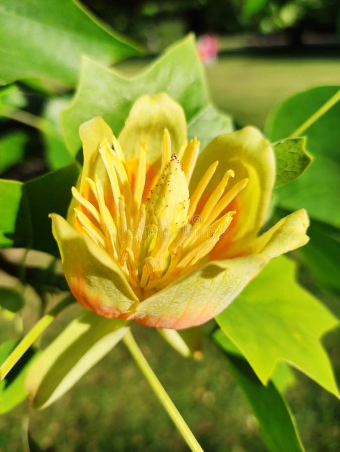 Tulip Tree Flower in Sunlights Stock Photo - Image of flower, tree ...