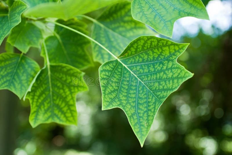 Tulip Tree Leaf stock photo. Image of nature, design, midwest - 5869754