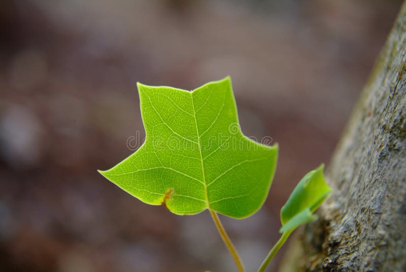 Tulip Tree Leaf stock photo. Image of liriodendron, asymmetry - 54434532