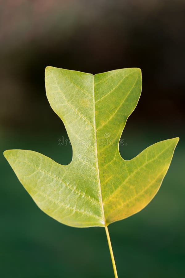Tulip Tree Leaf stock photo. Image of history, format - 102738982