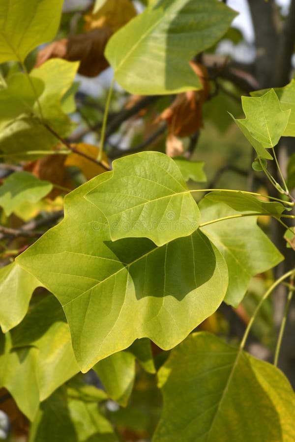 Tulip tree stock image. Image of liriodendron, plant - 280492899