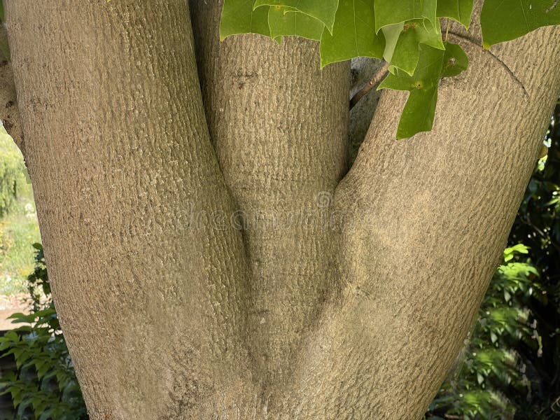 Tulip Tree, Liriodendron Tulipifera Stock Photo - Image of impression ...
