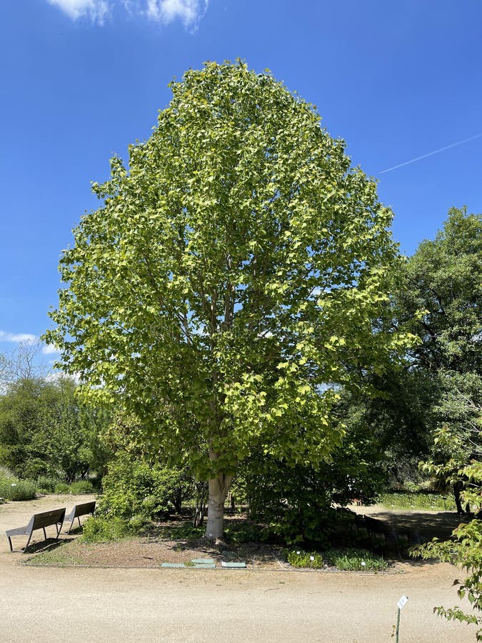 Tulip Tree, Liriodendron Tulipifera Stock Photo - Image of tulip, park ...
