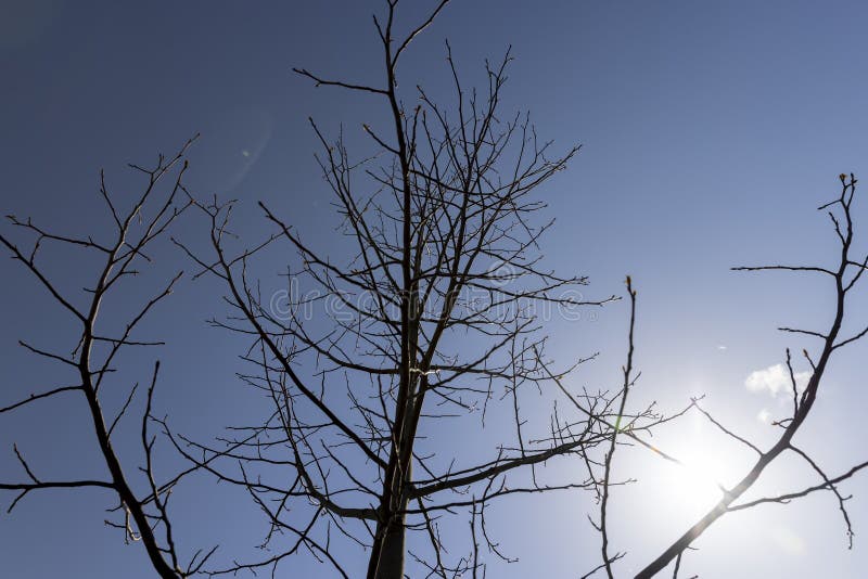 Tulip Tree in Sunny Weather in Early Spring Stock Photo - Image of ...