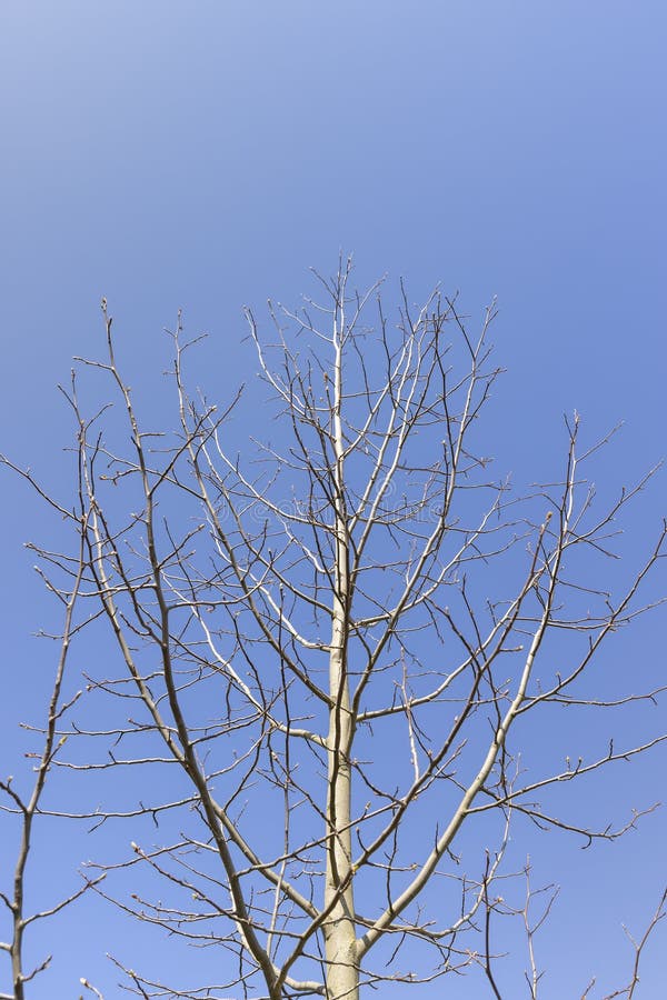 Tulip Tree in Sunny Weather in Early Spring Stock Photo - Image of ...