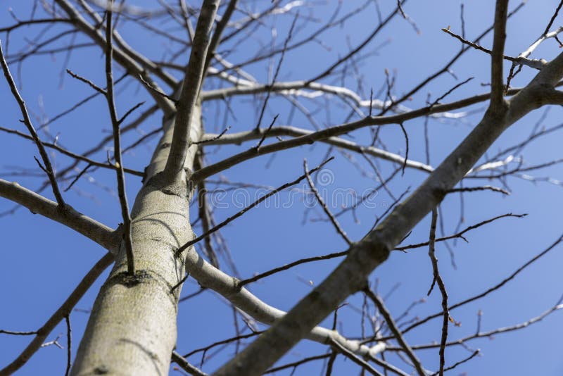 Tulip Tree in Sunny Weather in Early Spring Stock Image - Image of ...