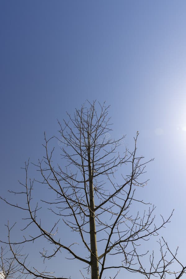 Tulip Tree in Sunny Weather in Early Spring Stock Photo - Image of ...