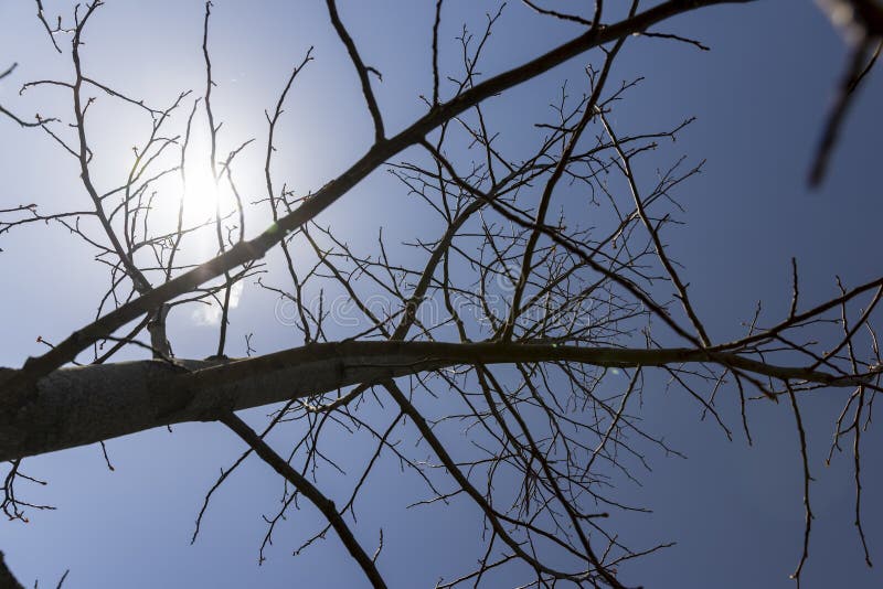 Tulip Tree in Sunny Weather in Early Spring Stock Photo - Image of ...