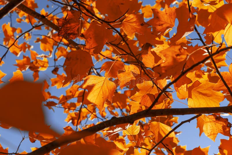 A Tulip Tree with Yellowed Foliage during Leaf Fall Stock Photo - Image ...