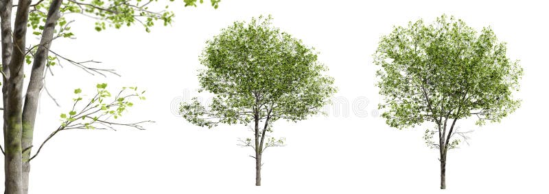 Tulip Trees Isolated on White Background and Selective Focus Close-up ...