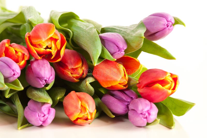 Tulip in studio light stock image. Image of nature, natural - 109243035