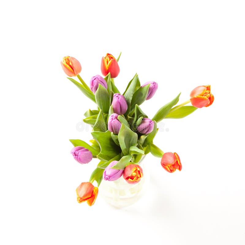 Tulip in studio light stock photo. Image of concept - 109243110