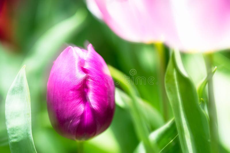 Tulip with a twist stock photo. Image of flowers, rapunzel - 52559240