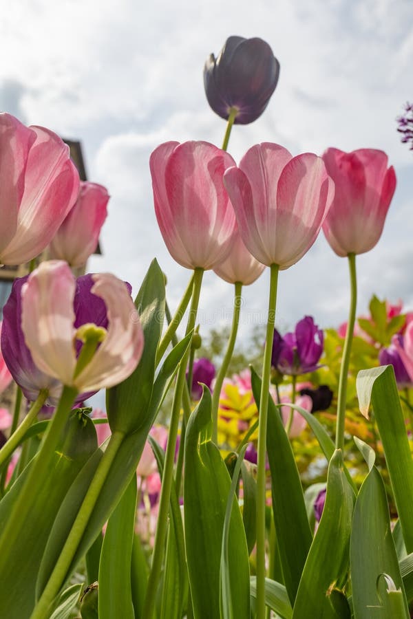 A Tulip with View from Below into the Blue Sky Stock Image - Image of ...