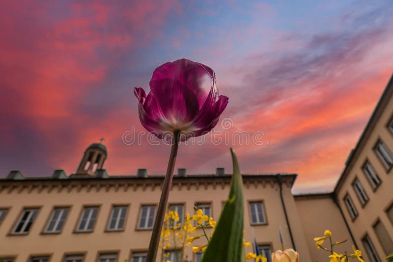 A Tulip with View from Below into the Blue Sky Stock Image - Image of ...