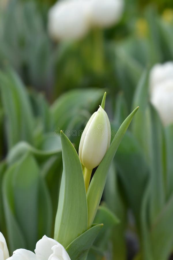 Tulip White Baby stock photo. Image of plant, garden - 190430518