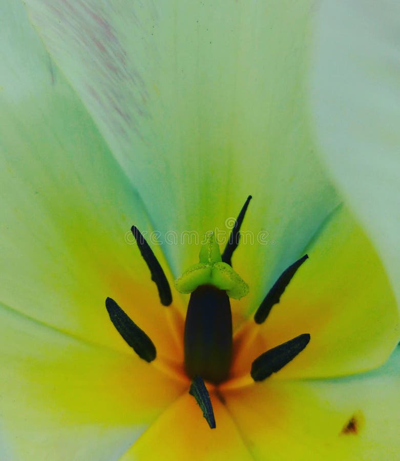 Tulip stock image. Image of white, inside, season, nature - 93019465