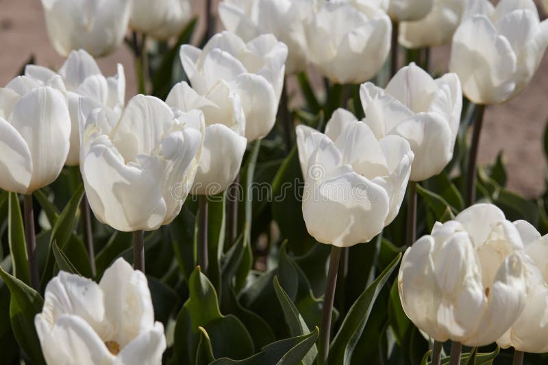 Tulip White Price Flowers in Spring Stock Photo - Image of holland ...