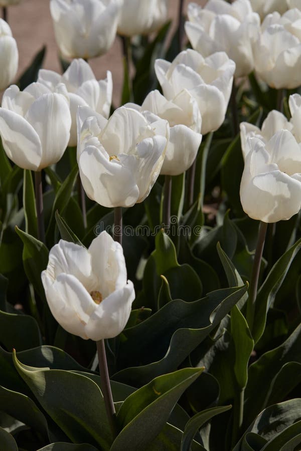 Tulip White Price Flowers in Spring Stock Photo - Image of beauty, colorful: 316437596