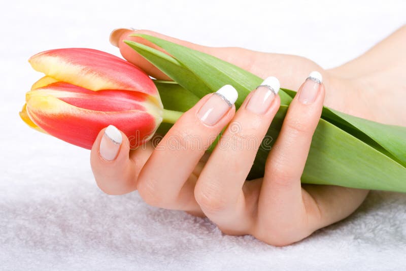 Tulip in woman hands stock photo. Image of elegant, nail - 4544320