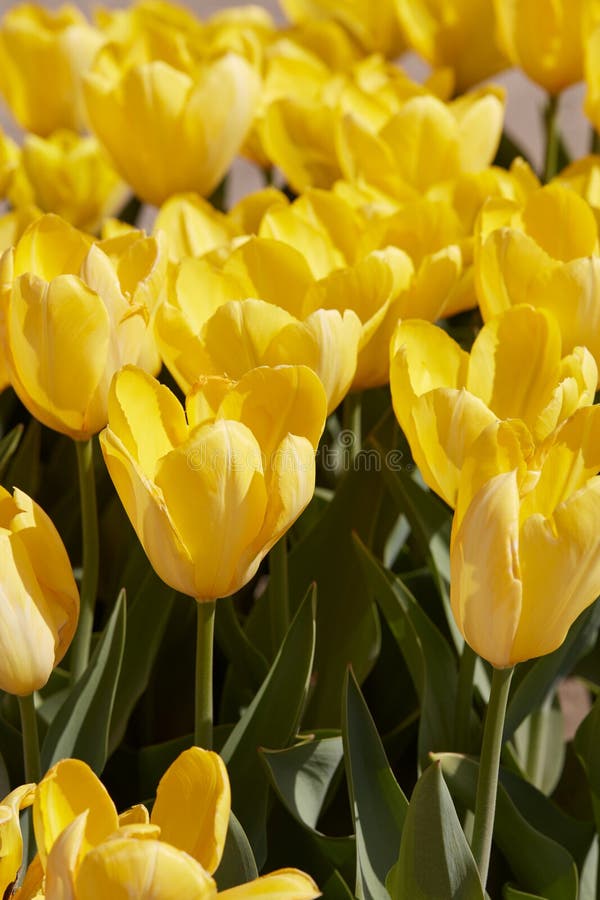 Tulip Yellow Purissima Flowers in Spring Stock Photo - Image of flora ...