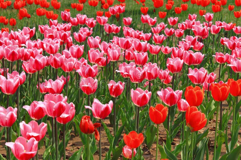 Tulipa azul orvalhado imagem de stock. Imagem de pétala - 47757155