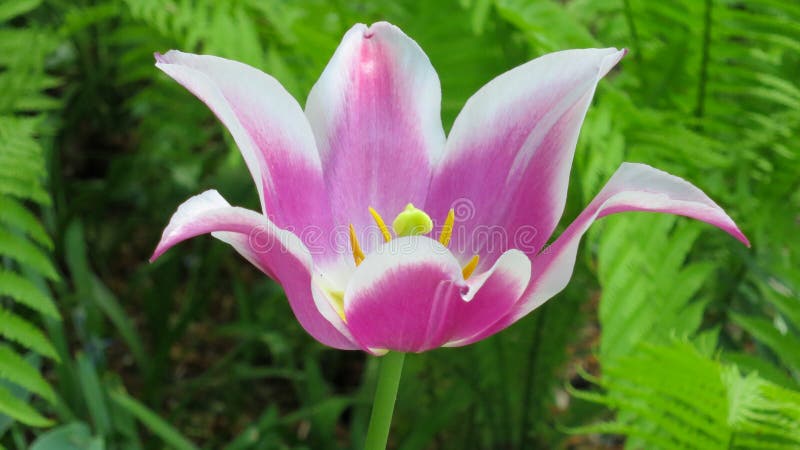 Tulipa Aberta Da Flor Do Rosa E Do Branco Imagem de Stock - Imagem de ...