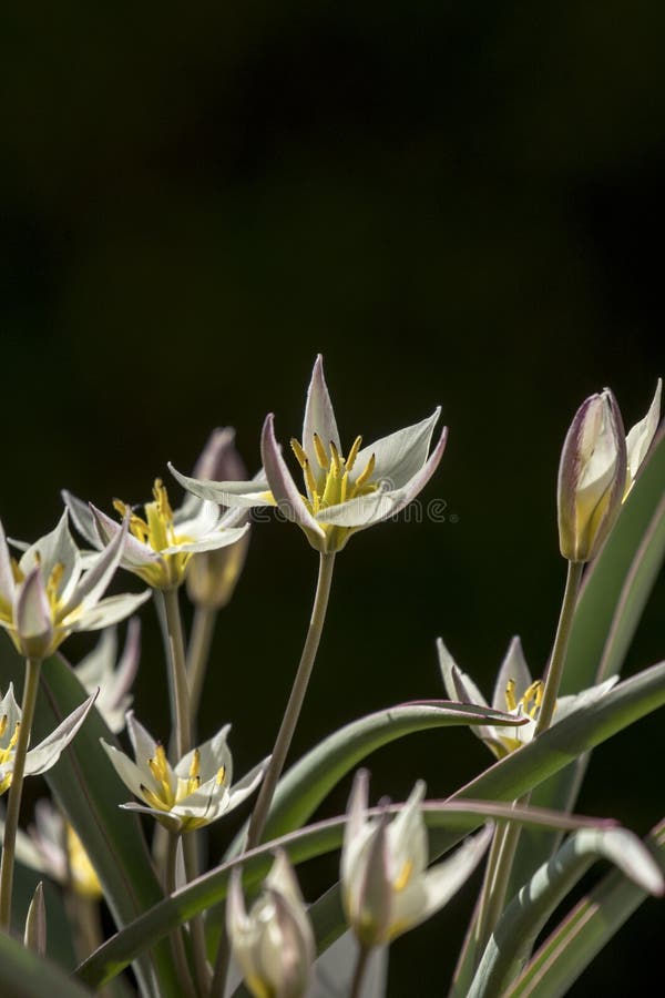 Flowers of Tulipa Biflora or Two-flowered Tulip Stock Photo - Image of ...
