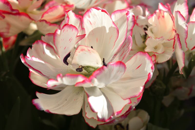 Tulipa Danceline, Big, Puffy, Peony-like Flower in Spring Stock Image ...