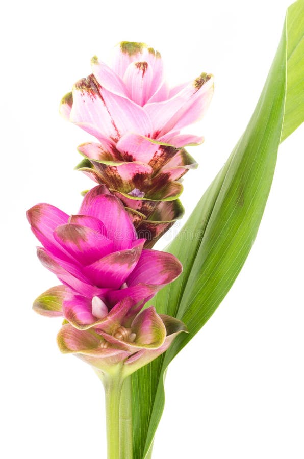 Tulipa De Sião Ou Flor Da Curcuma Em Tailândia Imagem de Stock - Imagem ...