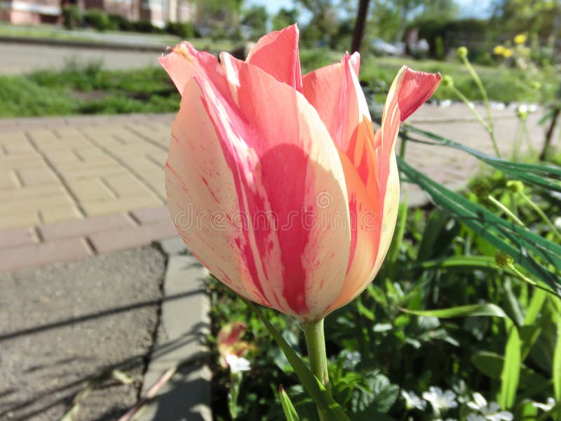 Tulipa Ensolarada De Cores Variegadas Fechada Imagem de Stock - Imagem ...