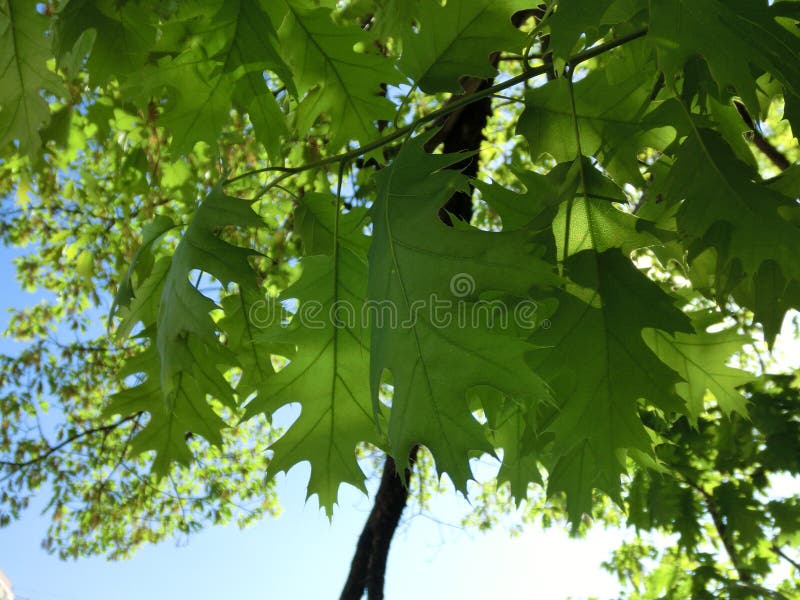 Tulipa Ensolarada De Cores Variegadas Fechada Imagem de Stock - Imagem ...