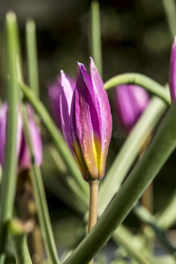 A Tulip Species Named Tulipa Humilis Stock Image - Image of humilis ...