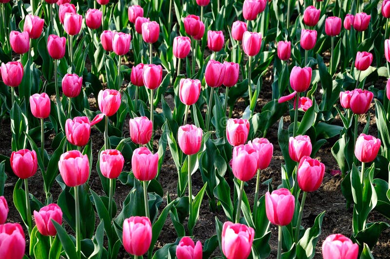 Tulipa roxa foto de stock. Imagem de florescer, flor - 36791756