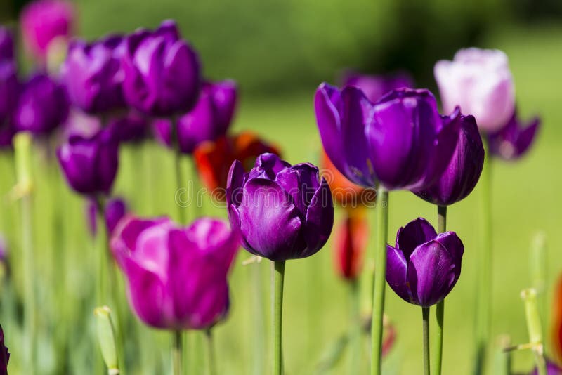 Tulipa roxa foto de stock. Imagem de brilhante, flores - 40628778